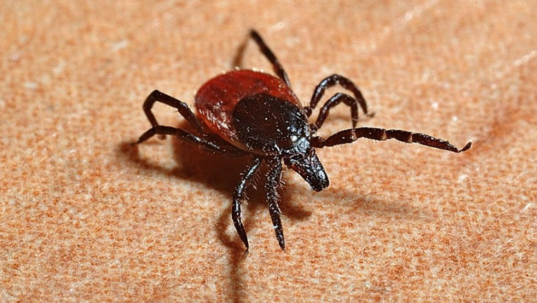 La Ville d'Angers alerte sur la recrudescence des tiques dans les parcs ...